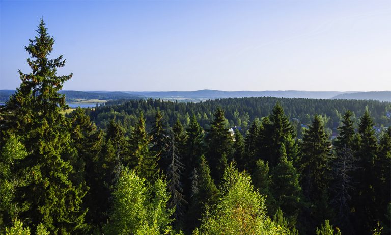Home - Forest Natural
